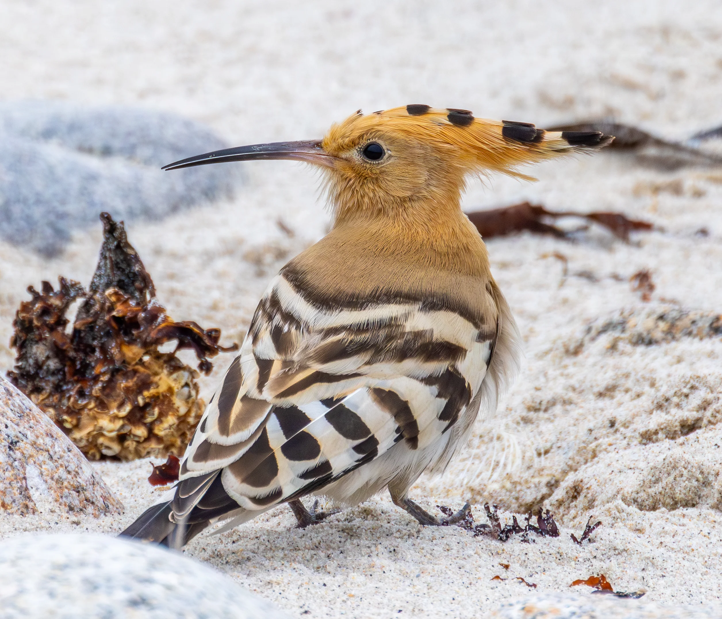 hoopoe uk