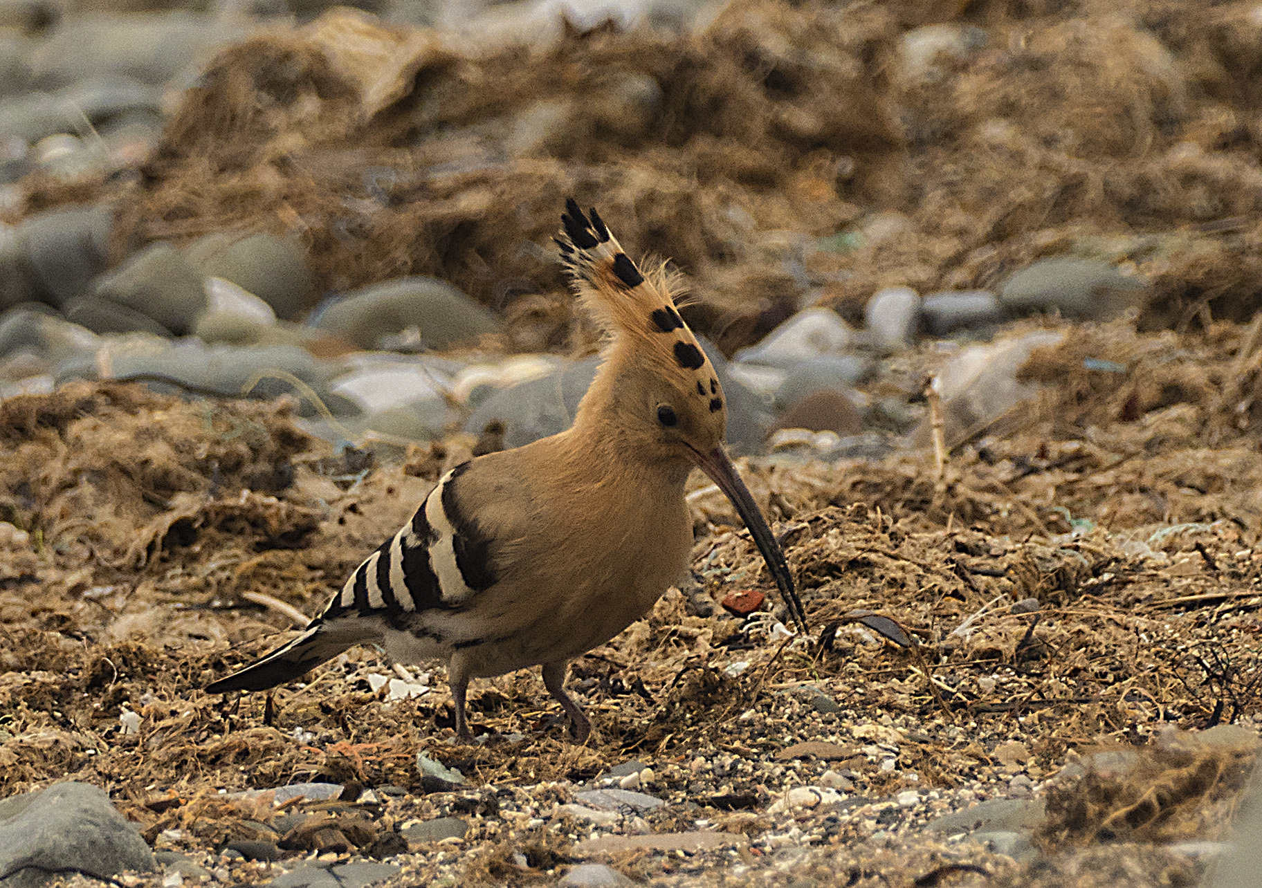 Hoopoe by JOHN BUNTIN - BirdGuides