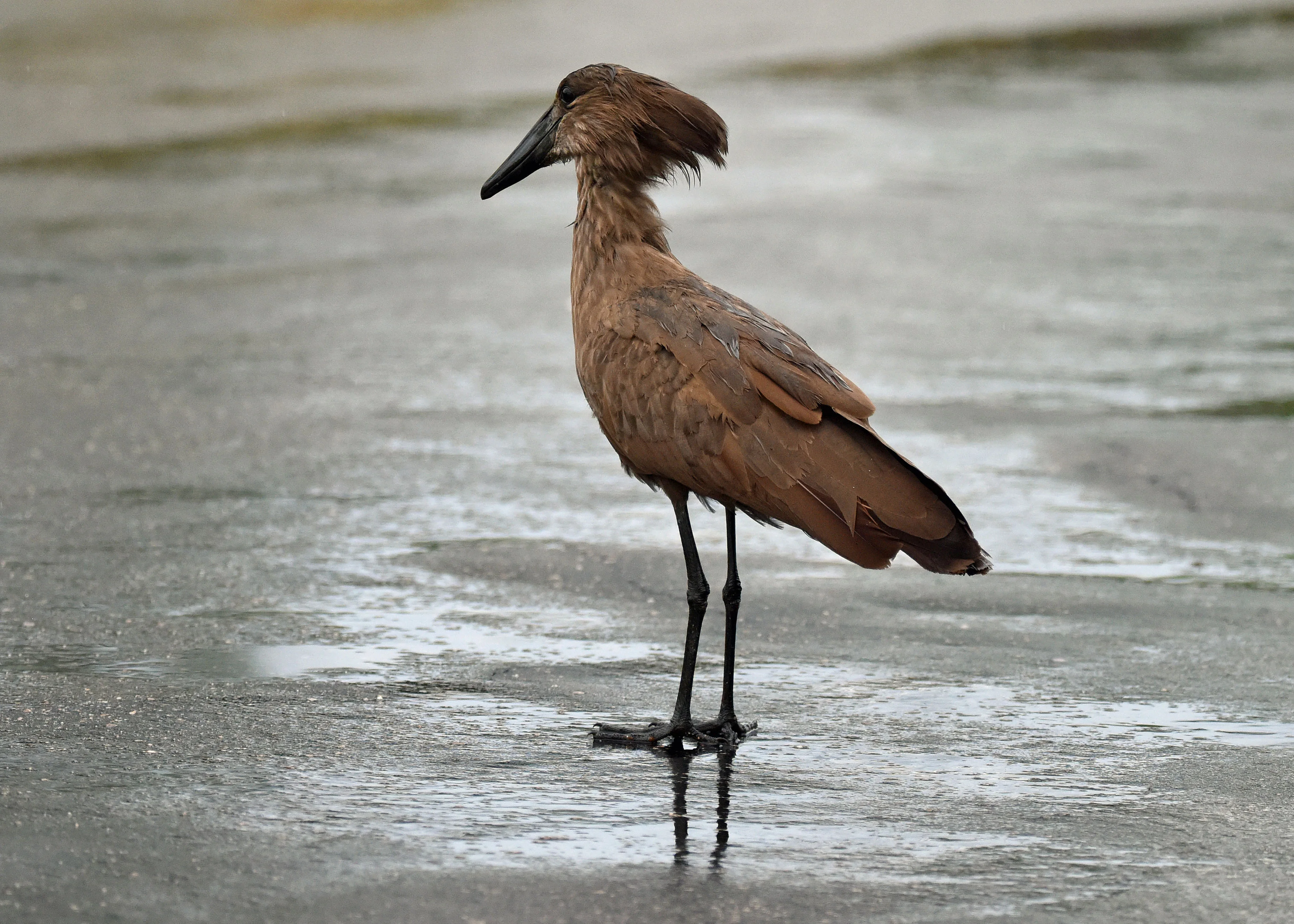 Details : Hamerkop - BirdGuides