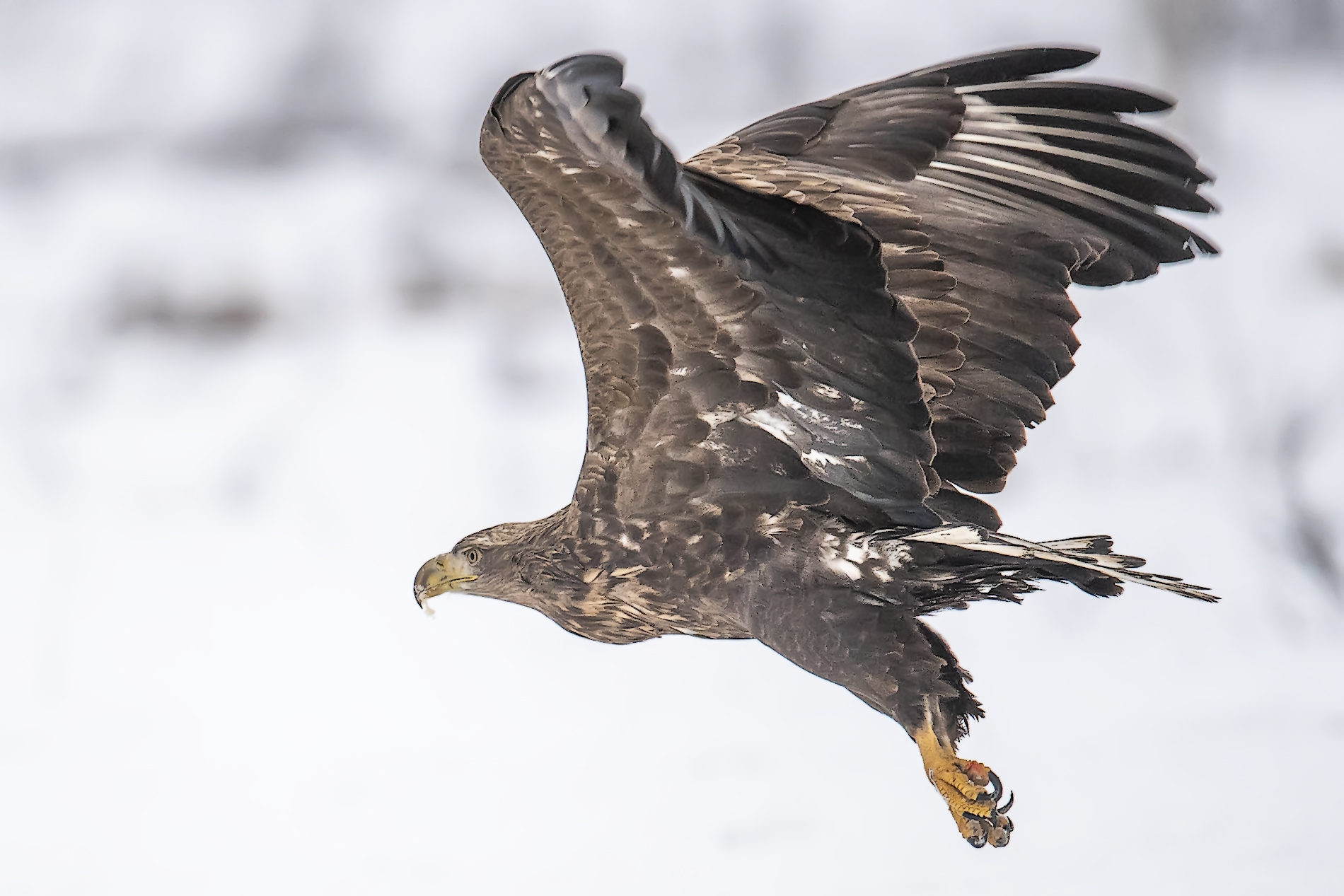 White-tailed Eagle by Angus Thomson - BirdGuides