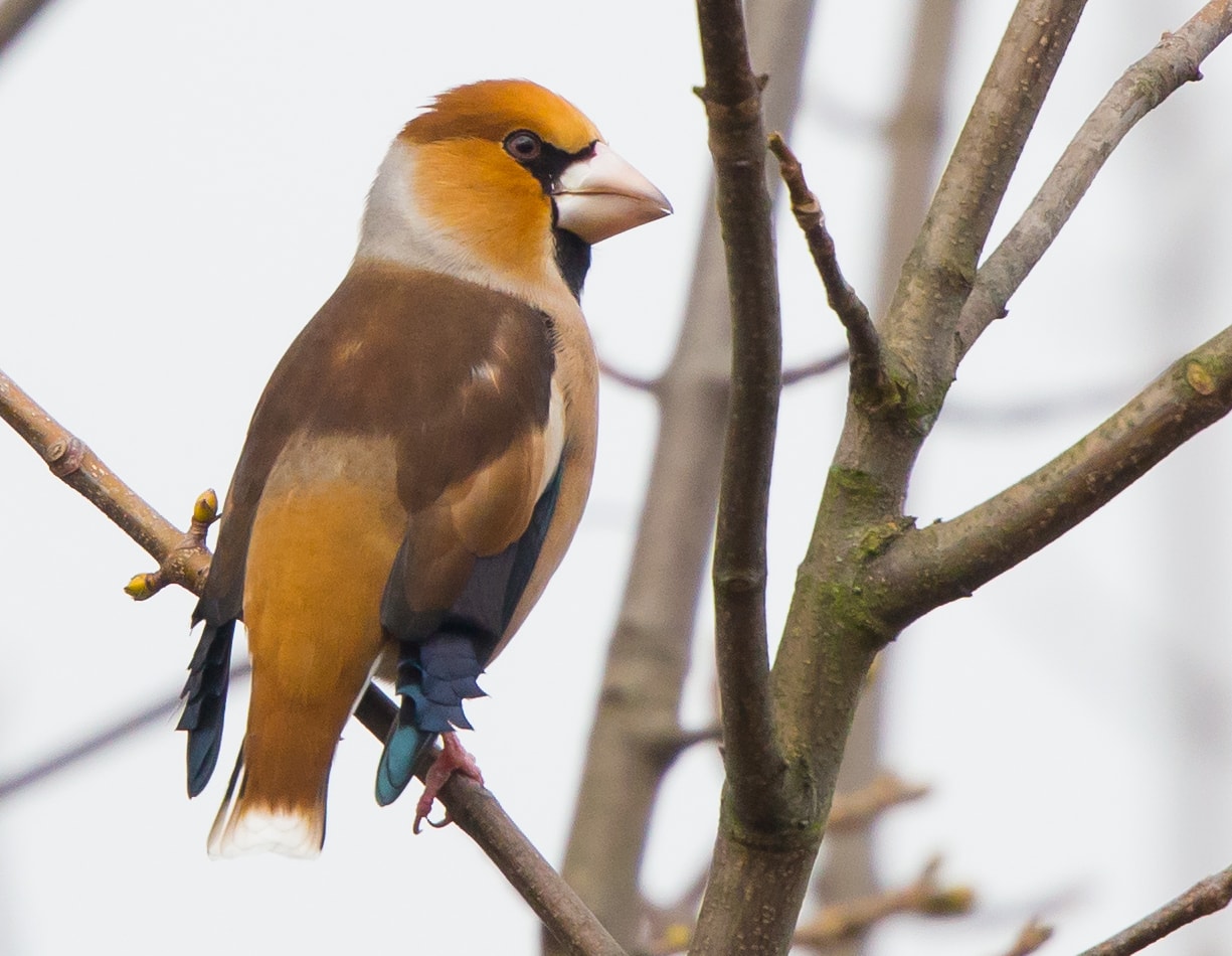 Hawfinch by Peter Garrity - BirdGuides