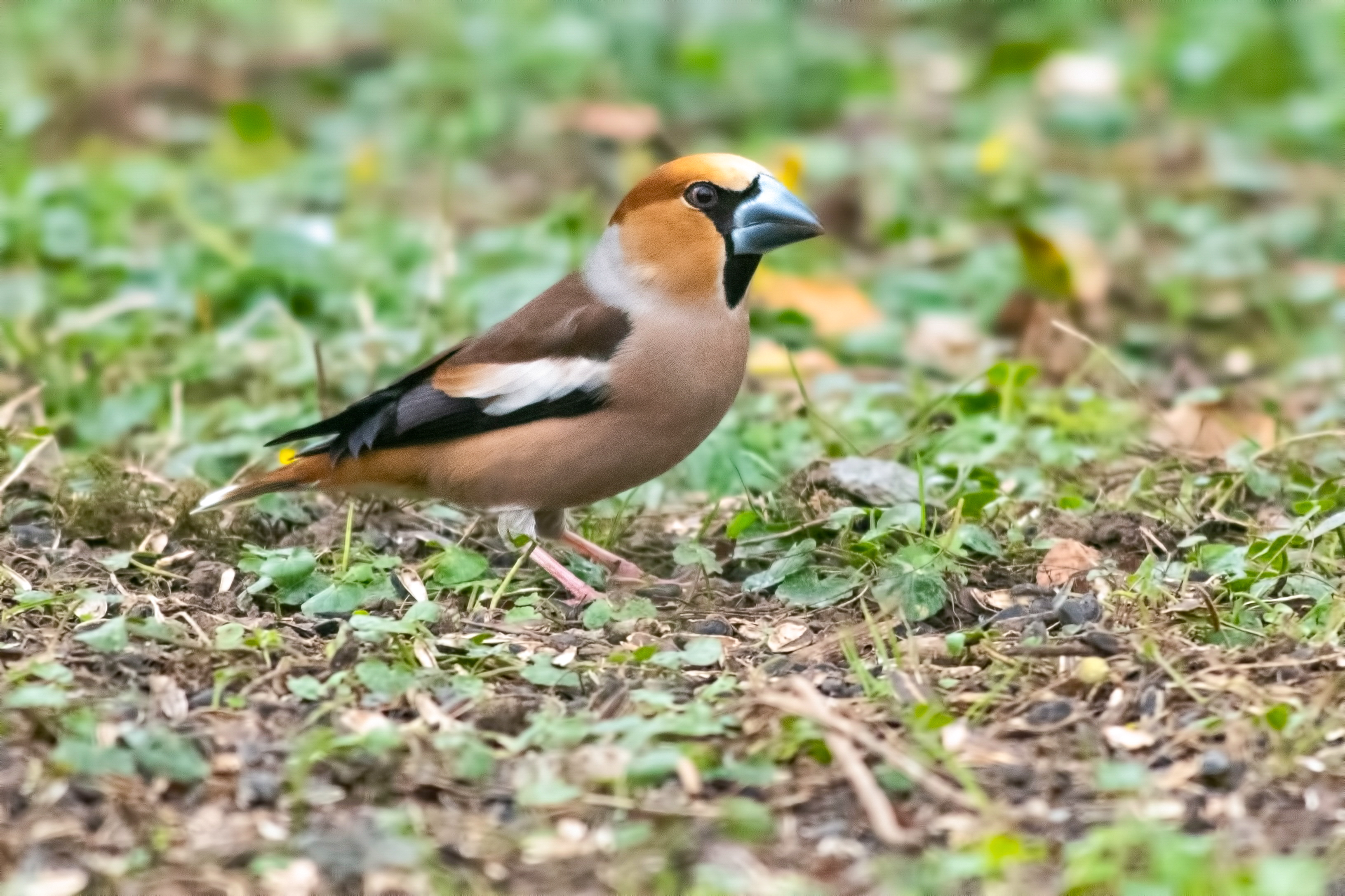 Hawfinch by Jack Bucknall - BirdGuides