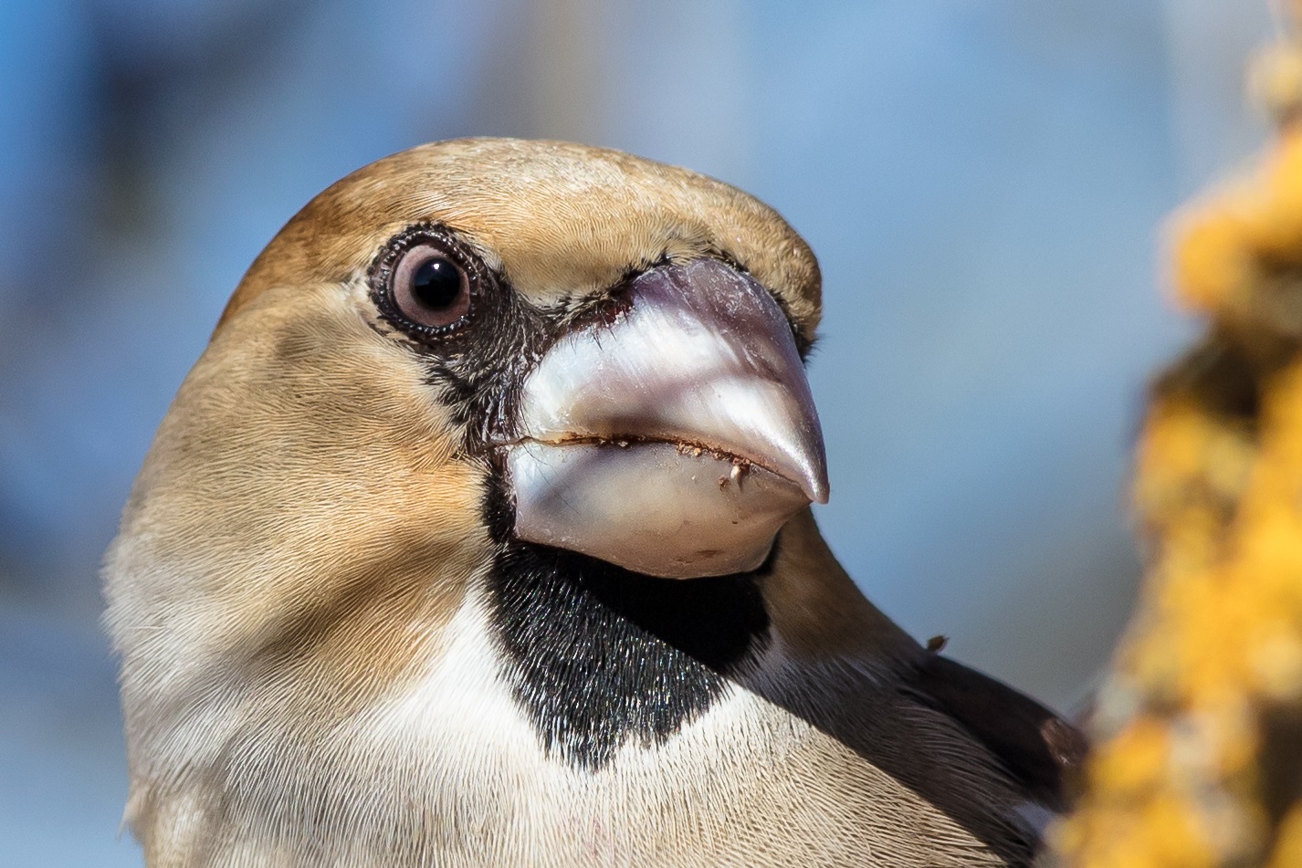 Hawfinch by Phil Gower - BirdGuides