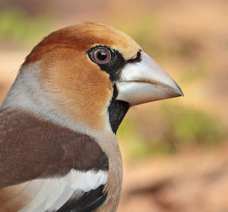 Hawfinch by Stephen Burch - BirdGuides