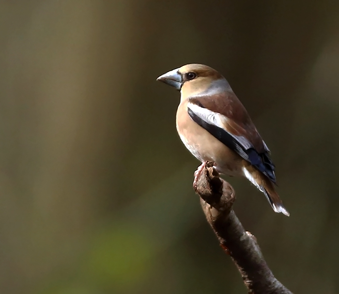 Details : Hawfinch - BirdGuides