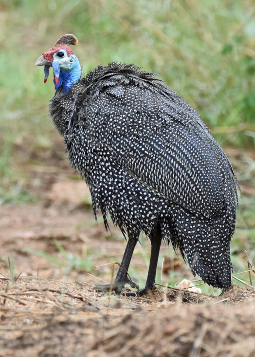 Helmeted Guineafowl by Tony Hovell - BirdGuides