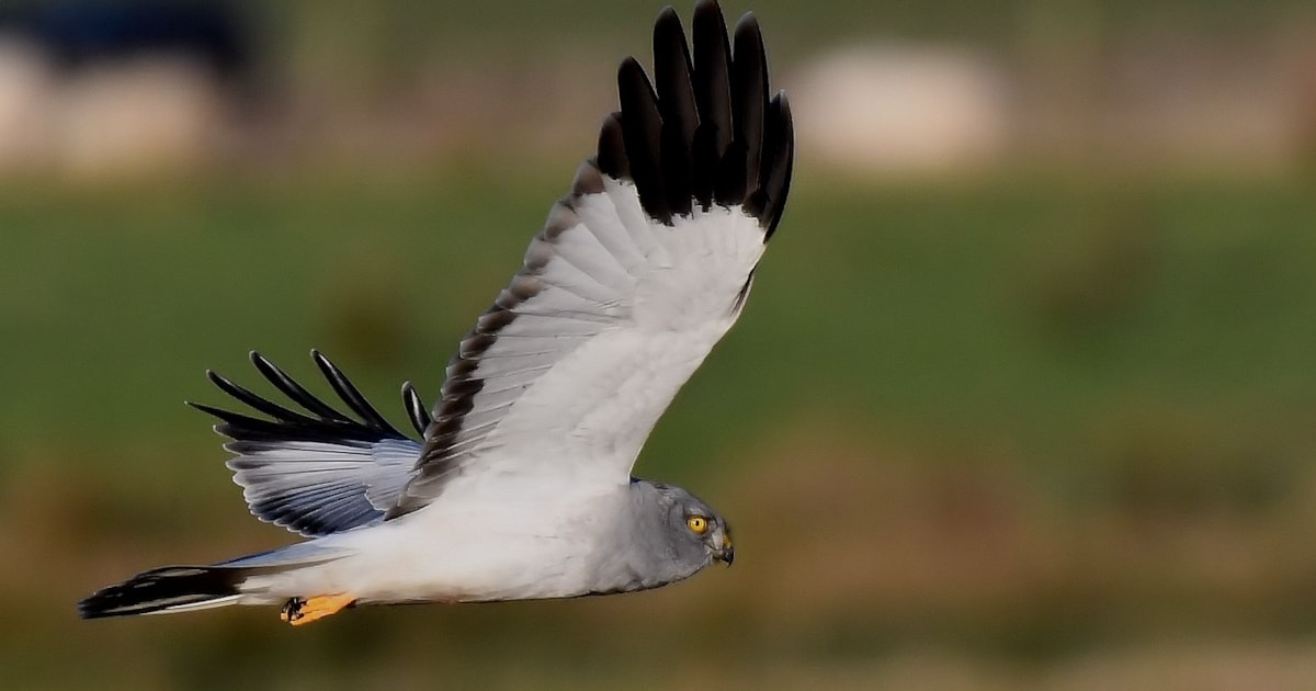 RSPB relaunches Hen Harrier Hotline - BirdGuides