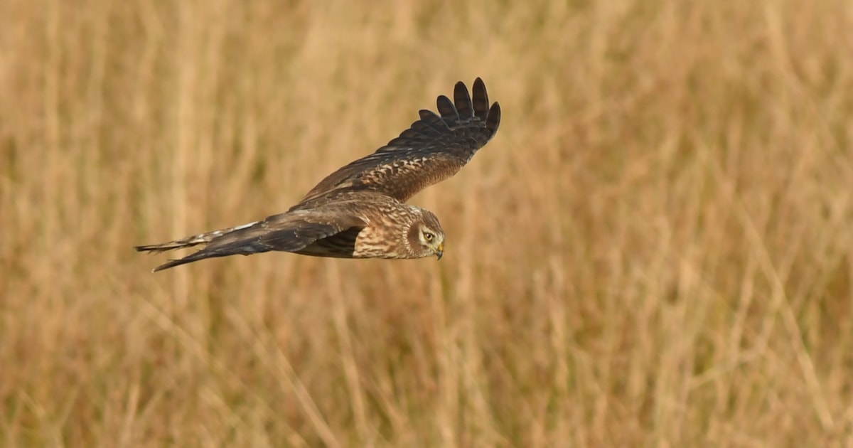A dozen Hen Harrier nests in northern England - BirdGuides