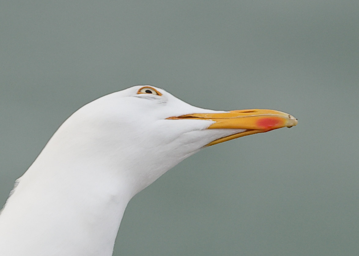 Gull spotted with 'crossbow arrow through neck' in Cumbria - BirdGuides