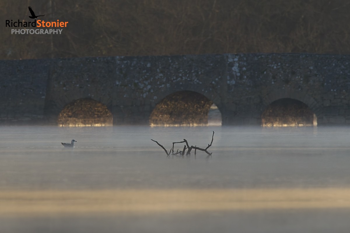 European Herring Gull by Richard Stonier - BirdGuides