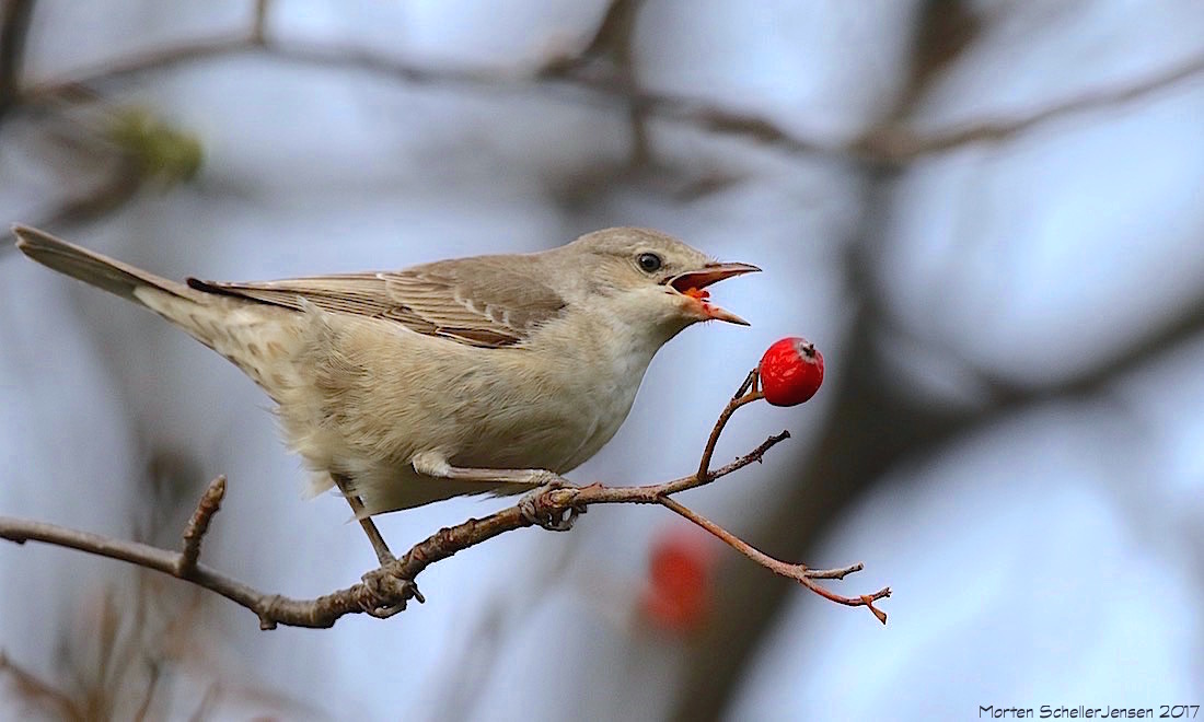 Photo of the Week: 1-7 November - BirdGuides