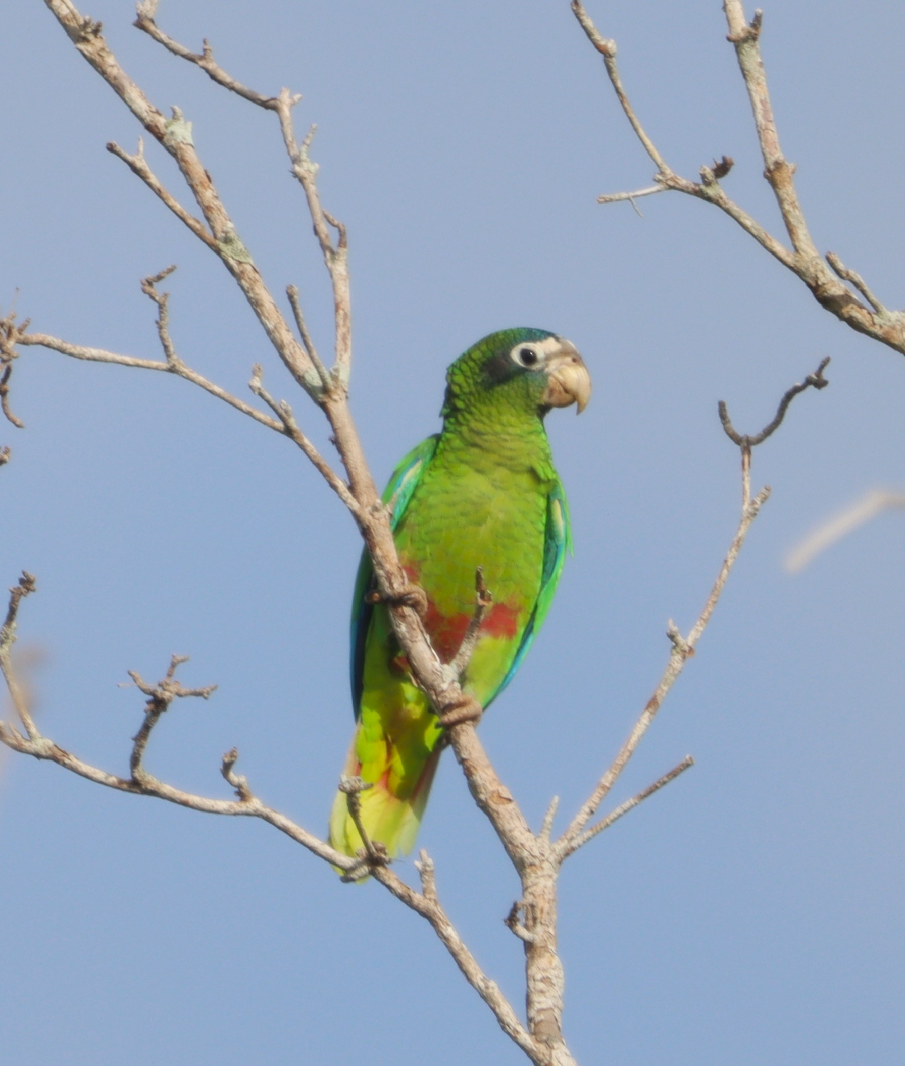 Details : Hispaniolan Amazon - BirdGuides
