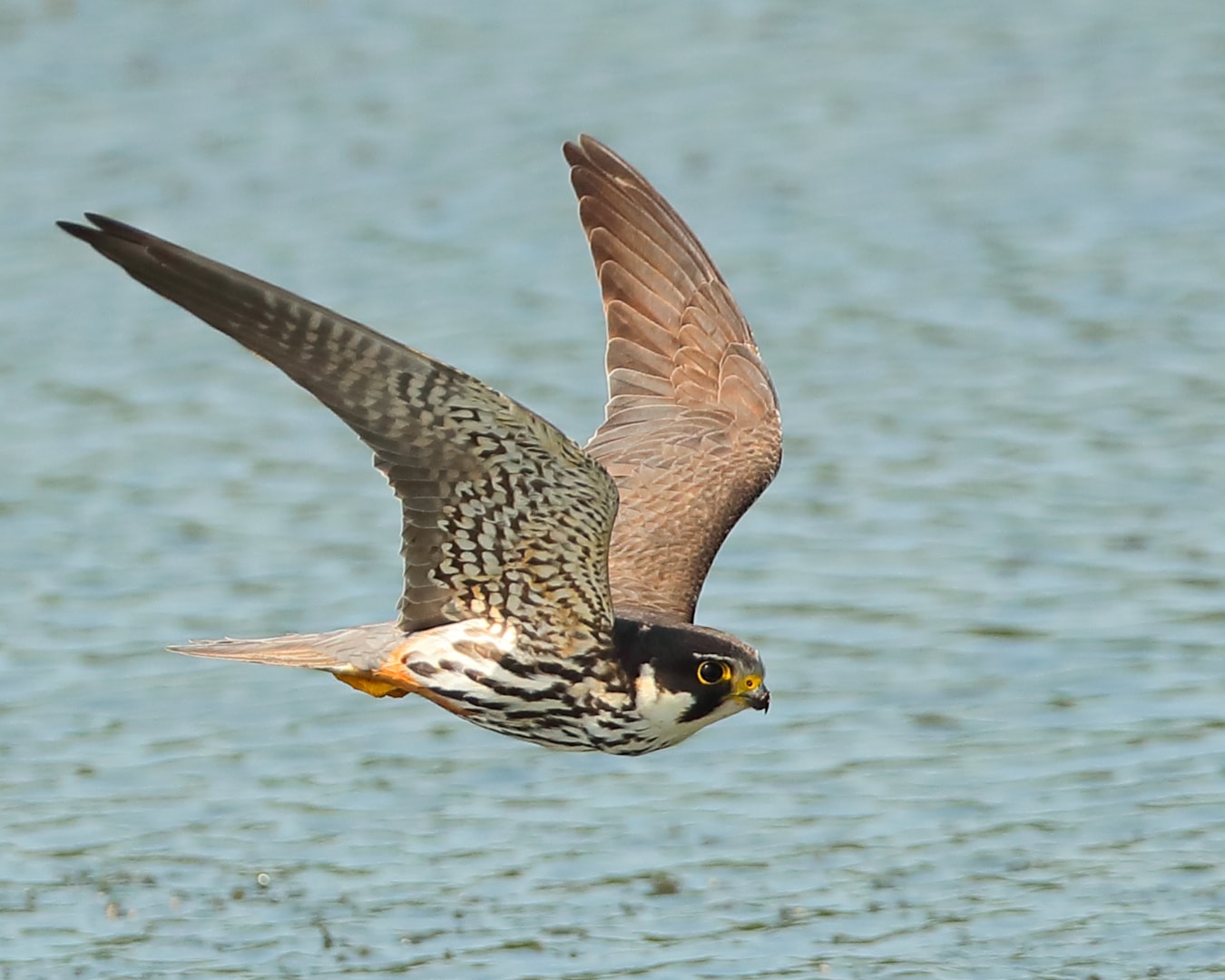 Eurasian Hobby by Mike Trew - BirdGuides