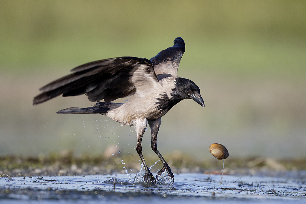 Details : Hooded Crow - BirdGuides