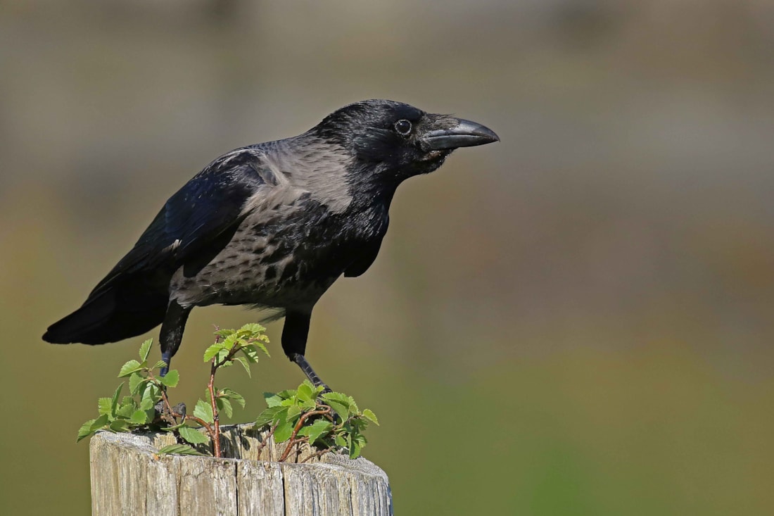 Hooded Crow by Christopher Bell - BirdGuides