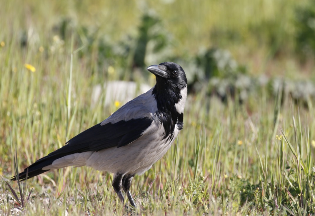 Hooded Crow by David Bradshaw - BirdGuides