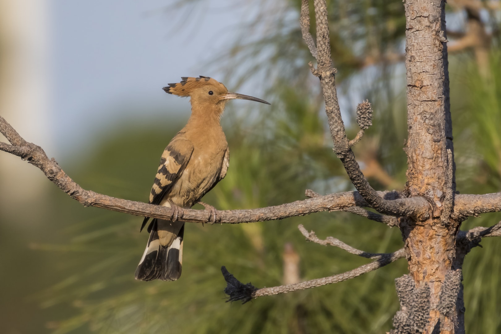 Hoopoe by Rachel Shock - BirdGuides
