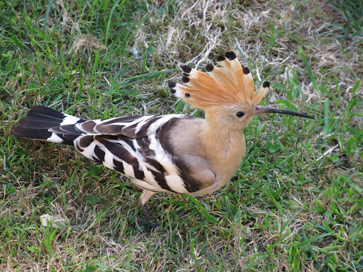 Hoopoe by Terry Dabner - BirdGuides