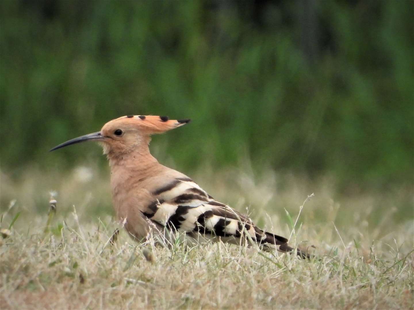 Hoopoe by Colin Bradford - BirdGuides