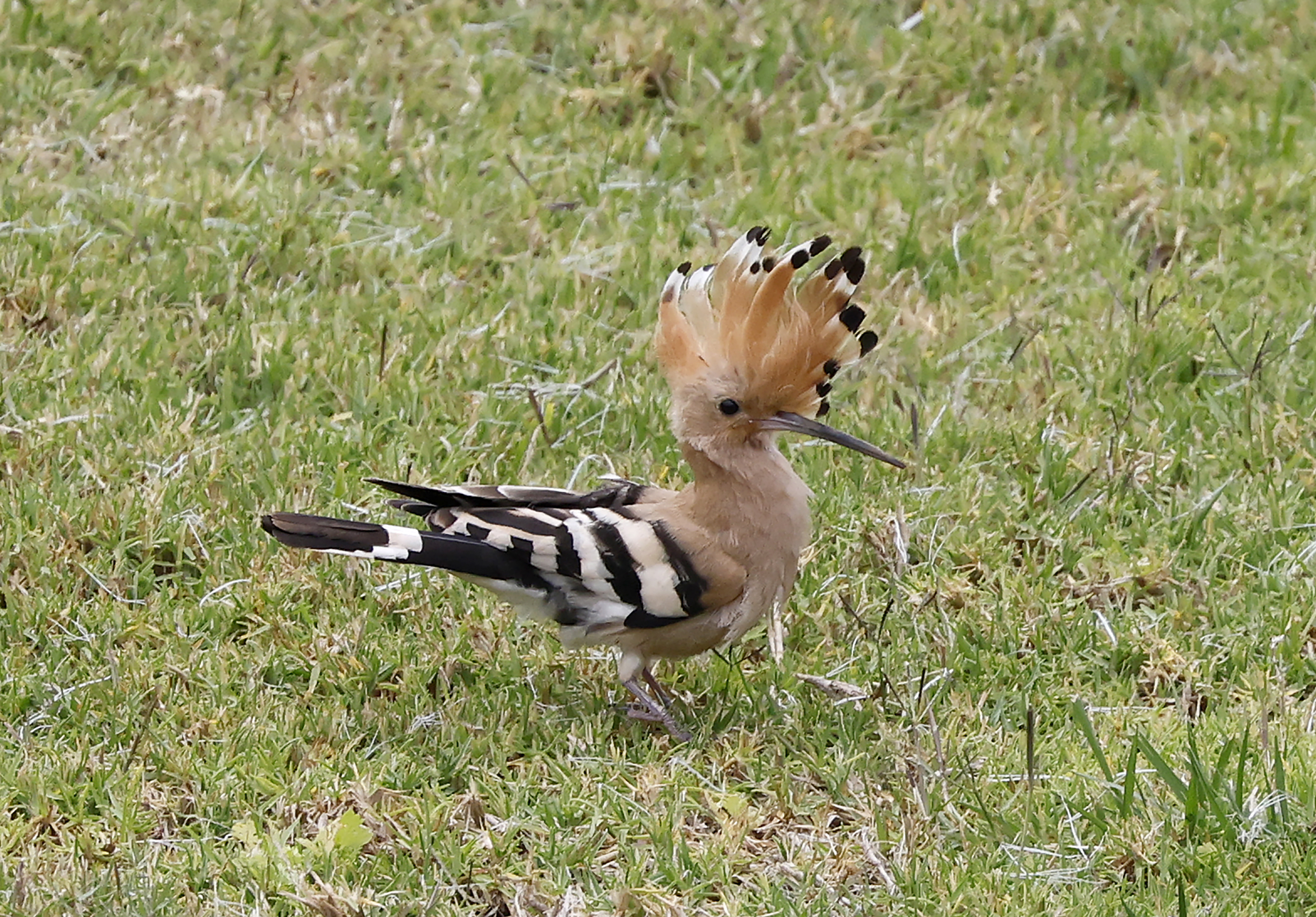 Hoopoe by Mike Haberfield - BirdGuides