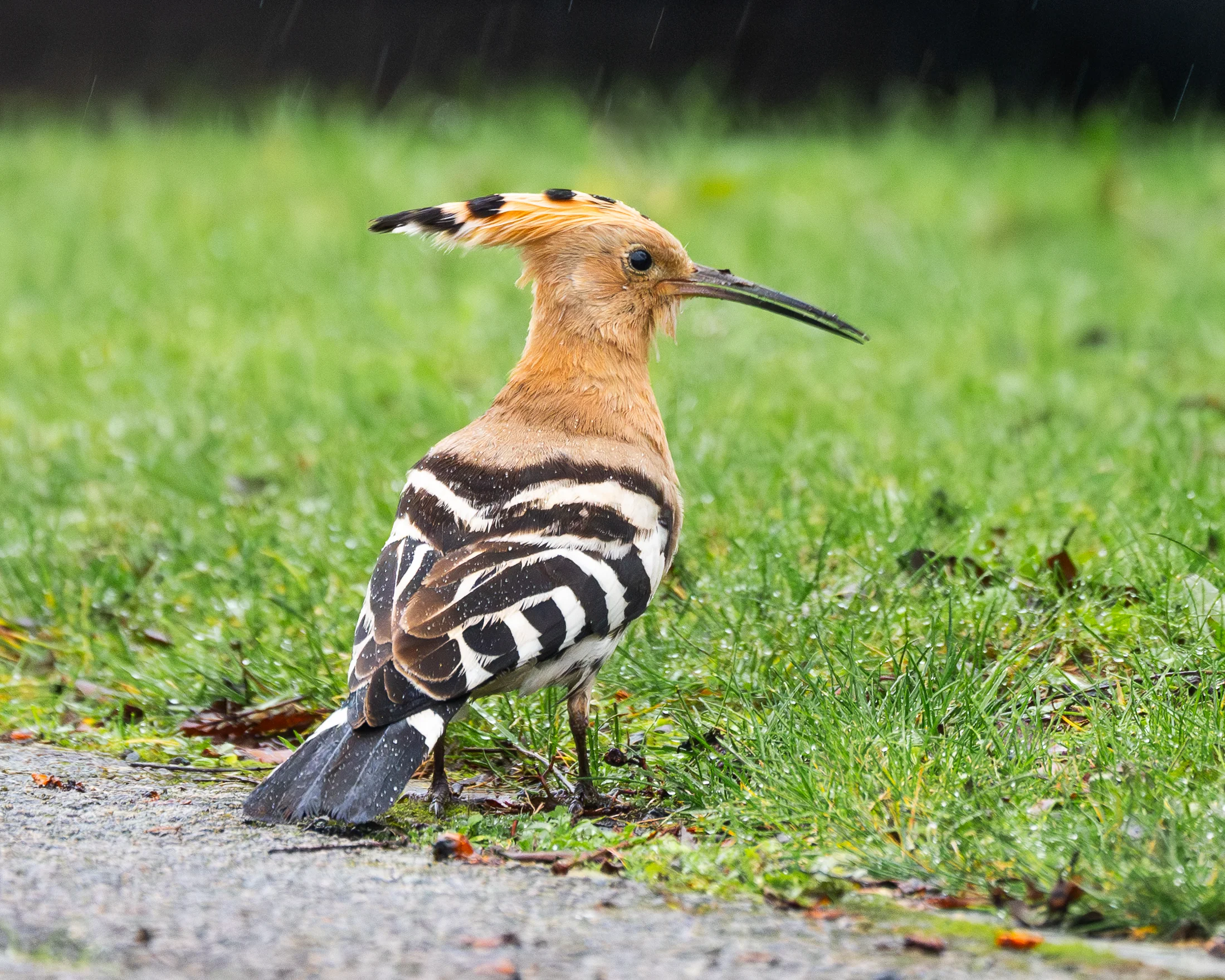 Sighting Report - BirdGuides