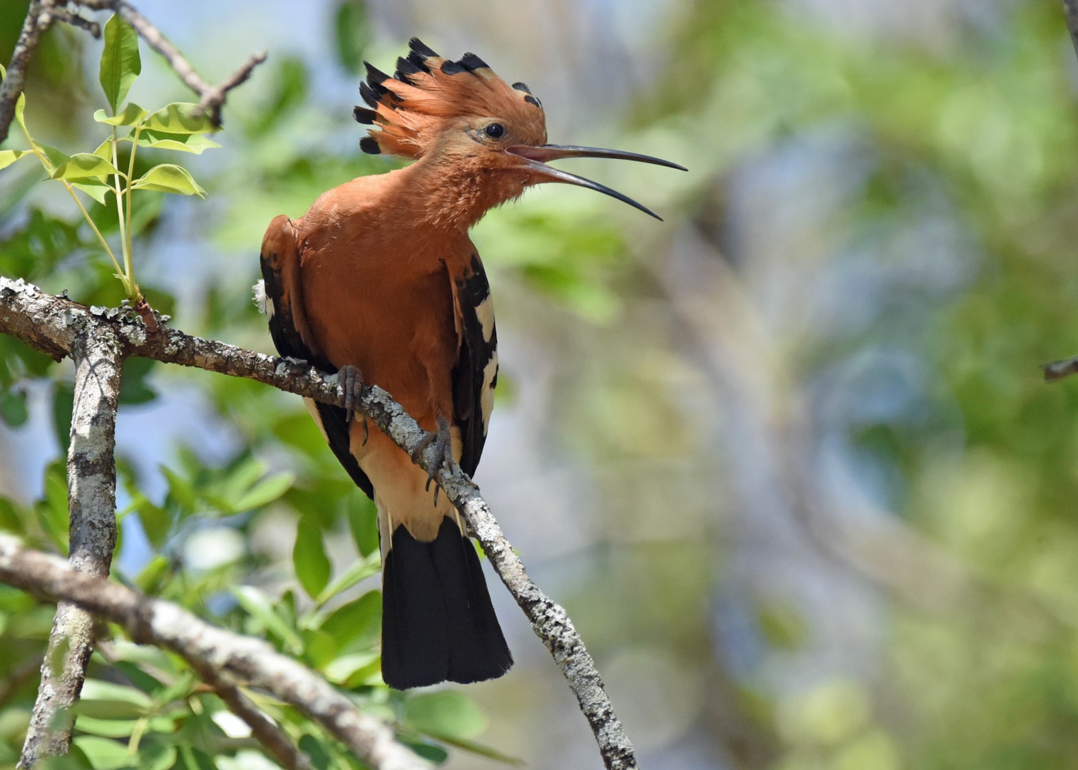 African Hoopoe by Tony Hovell - BirdGuides