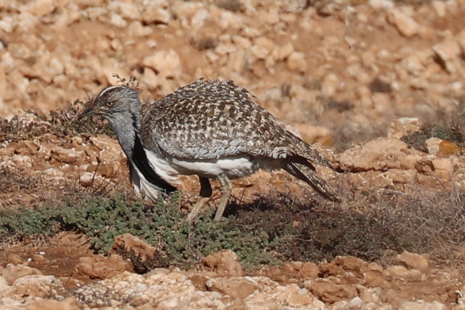 Houbara Bustard by Bruce Kerr - BirdGuides