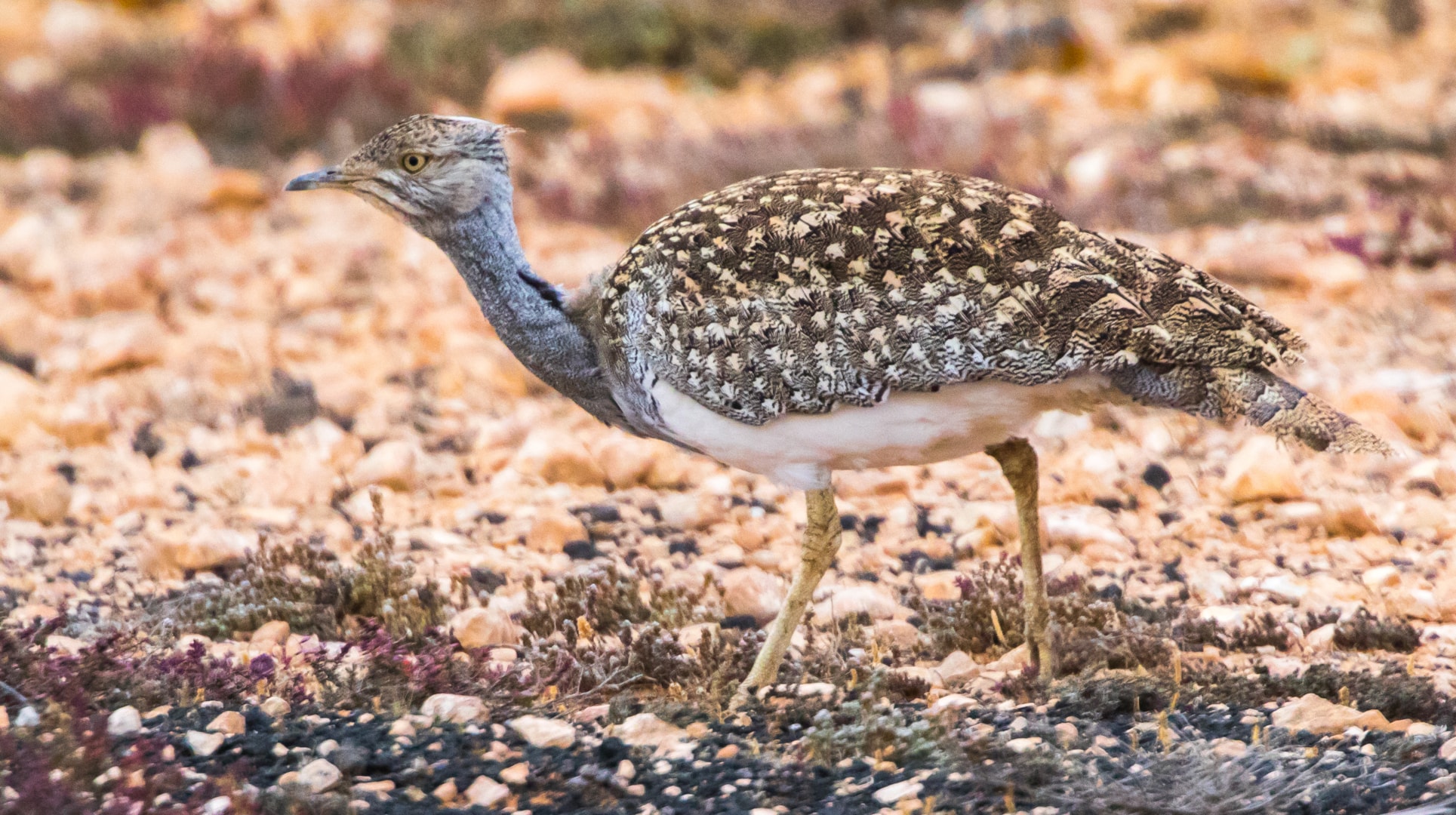 Houbara Bustard by Peter Garrity - BirdGuides