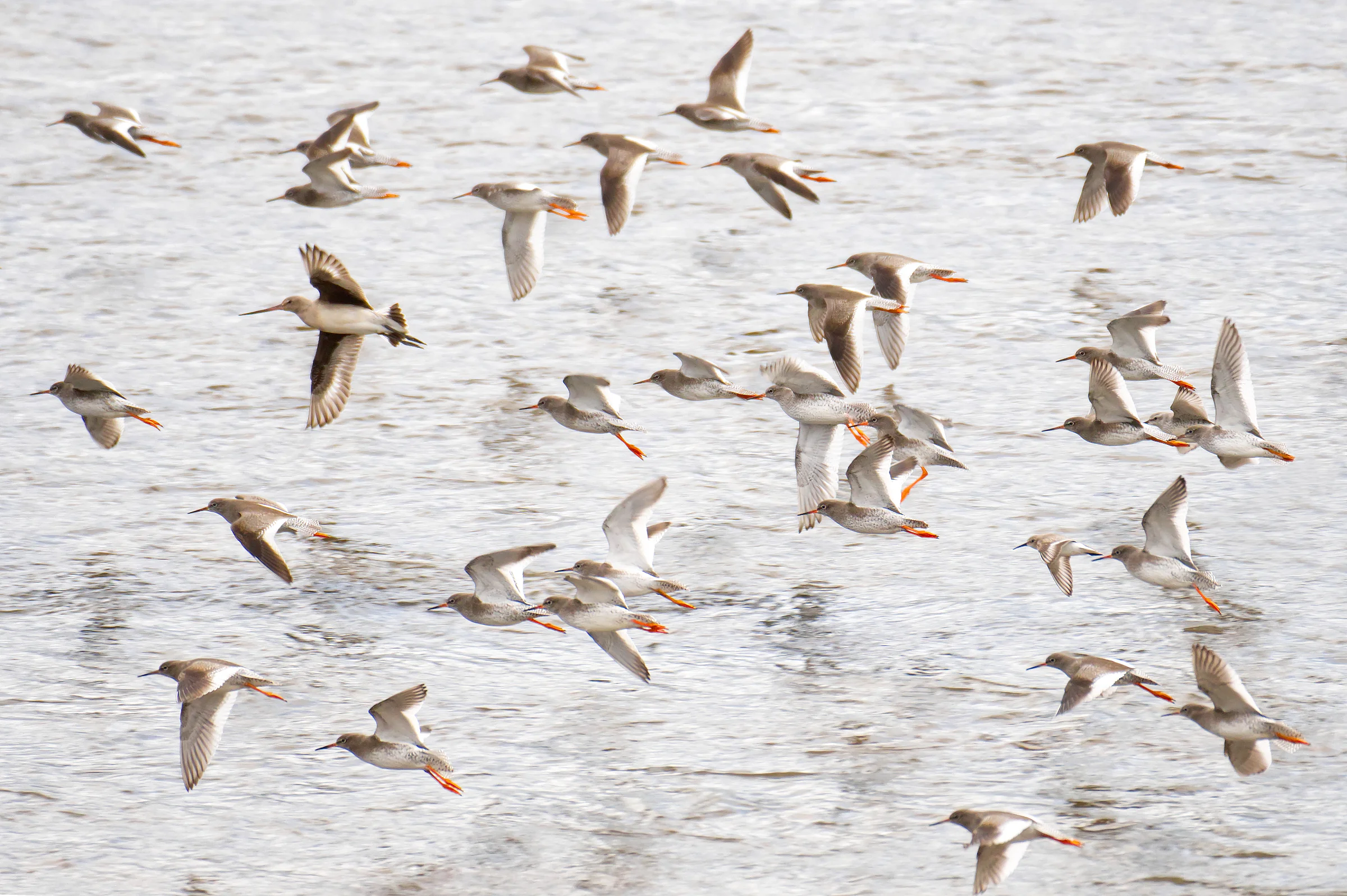 Details : Hudsonian Godwit - BirdGuides