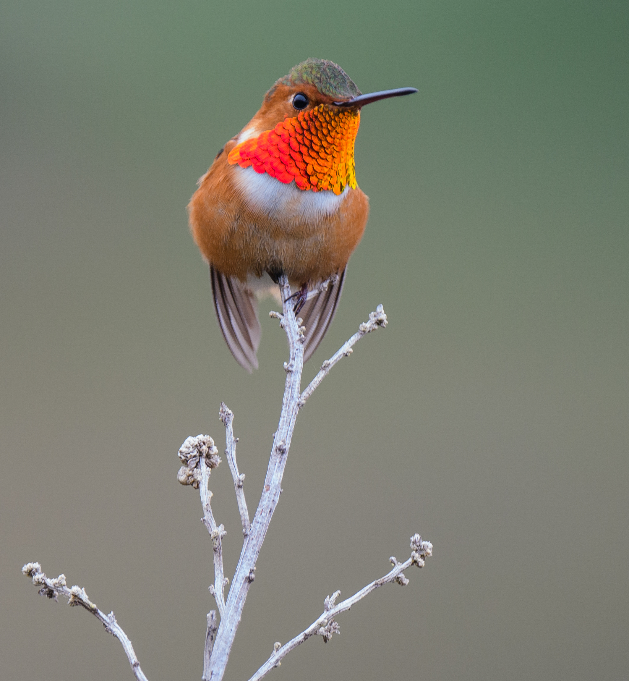 Details : Allen's Hummingbird - BirdGuides