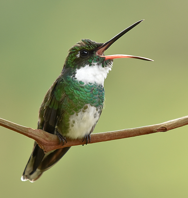 Details : White-throated Hummingbird - BirdGuides