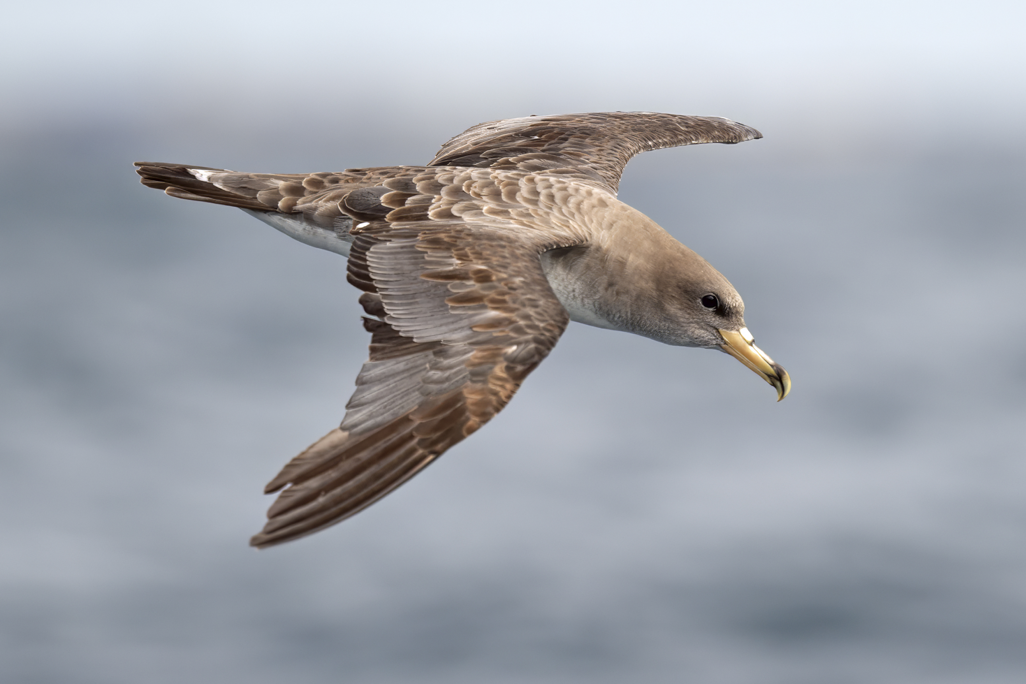 Cory's Shearwater by James Sellen - BirdGuides