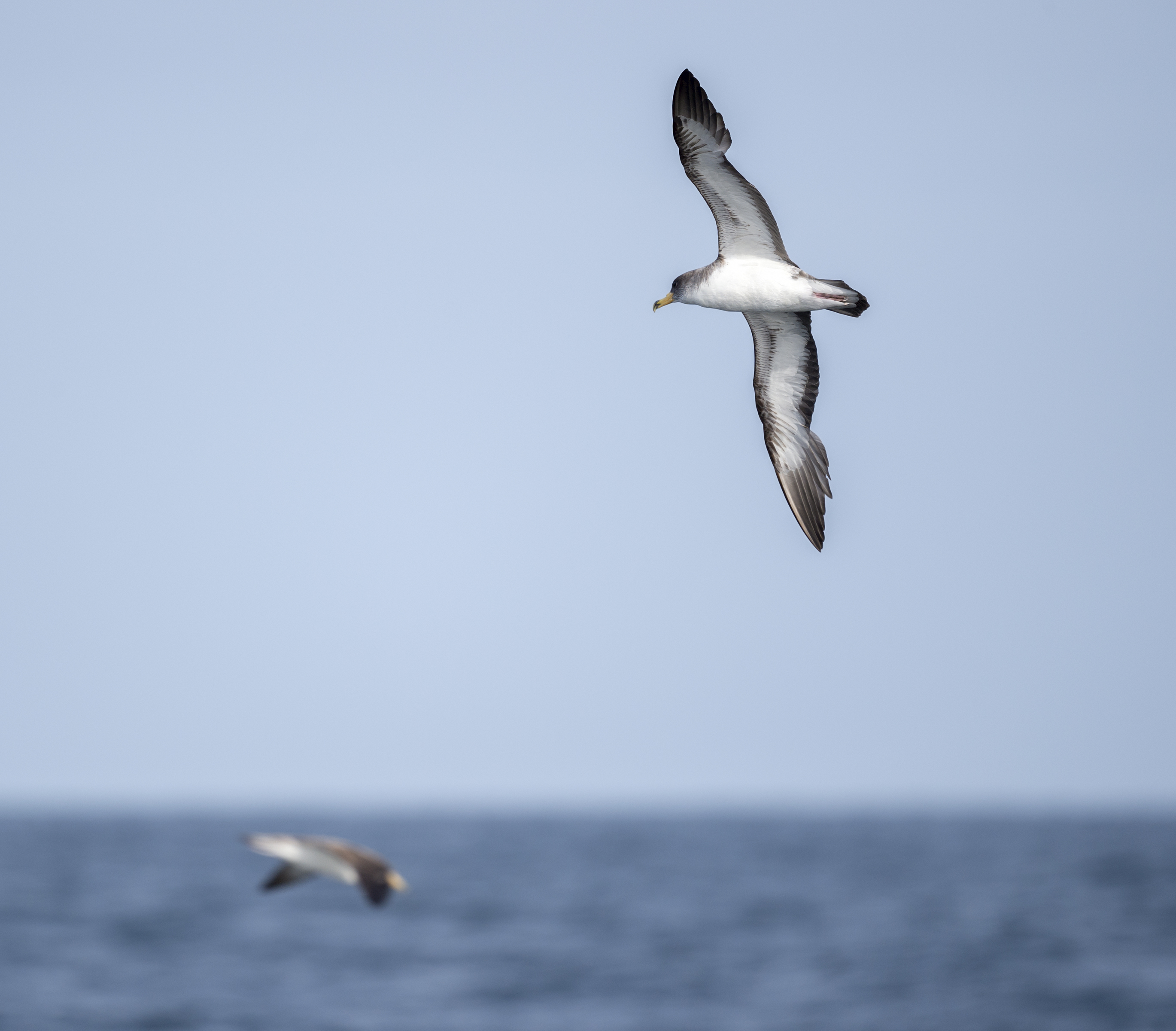 Cory's Shearwater by James Sellen - BirdGuides