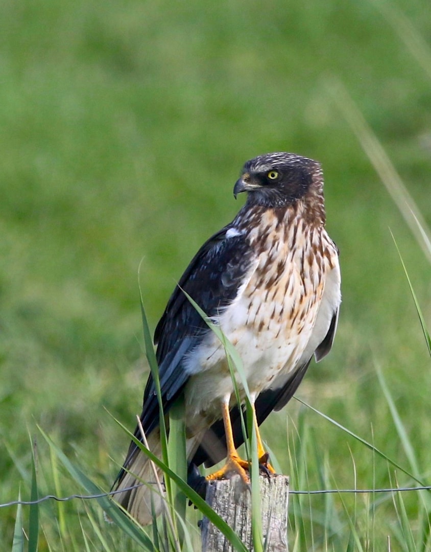 Western Marsh Harrier by Anne Navntoft - BirdGuides