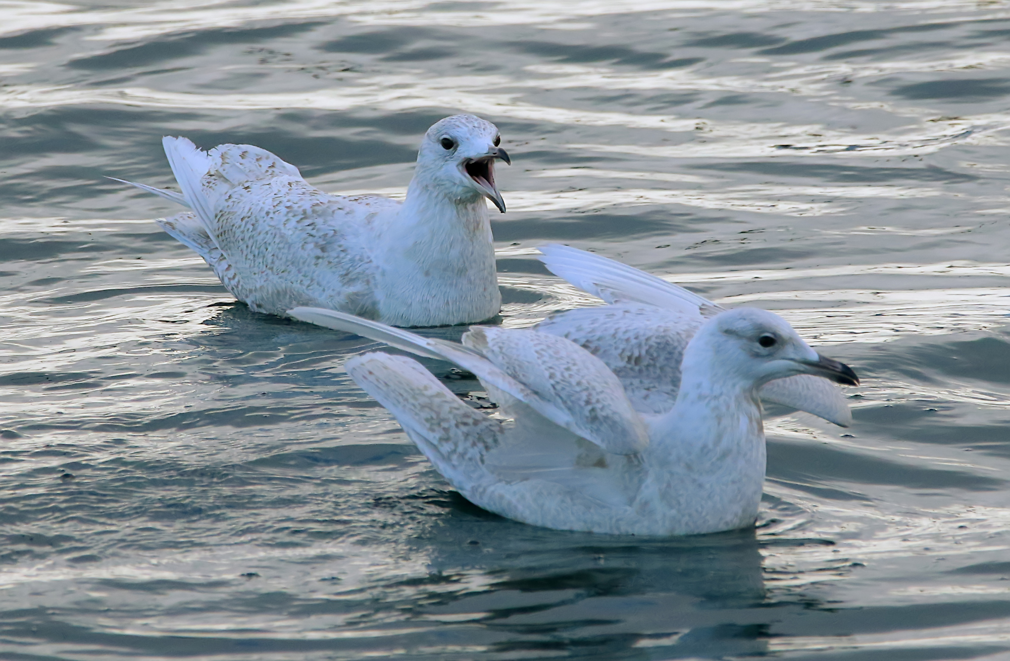 Early signs of Iceland Gull invasion - BirdGuides