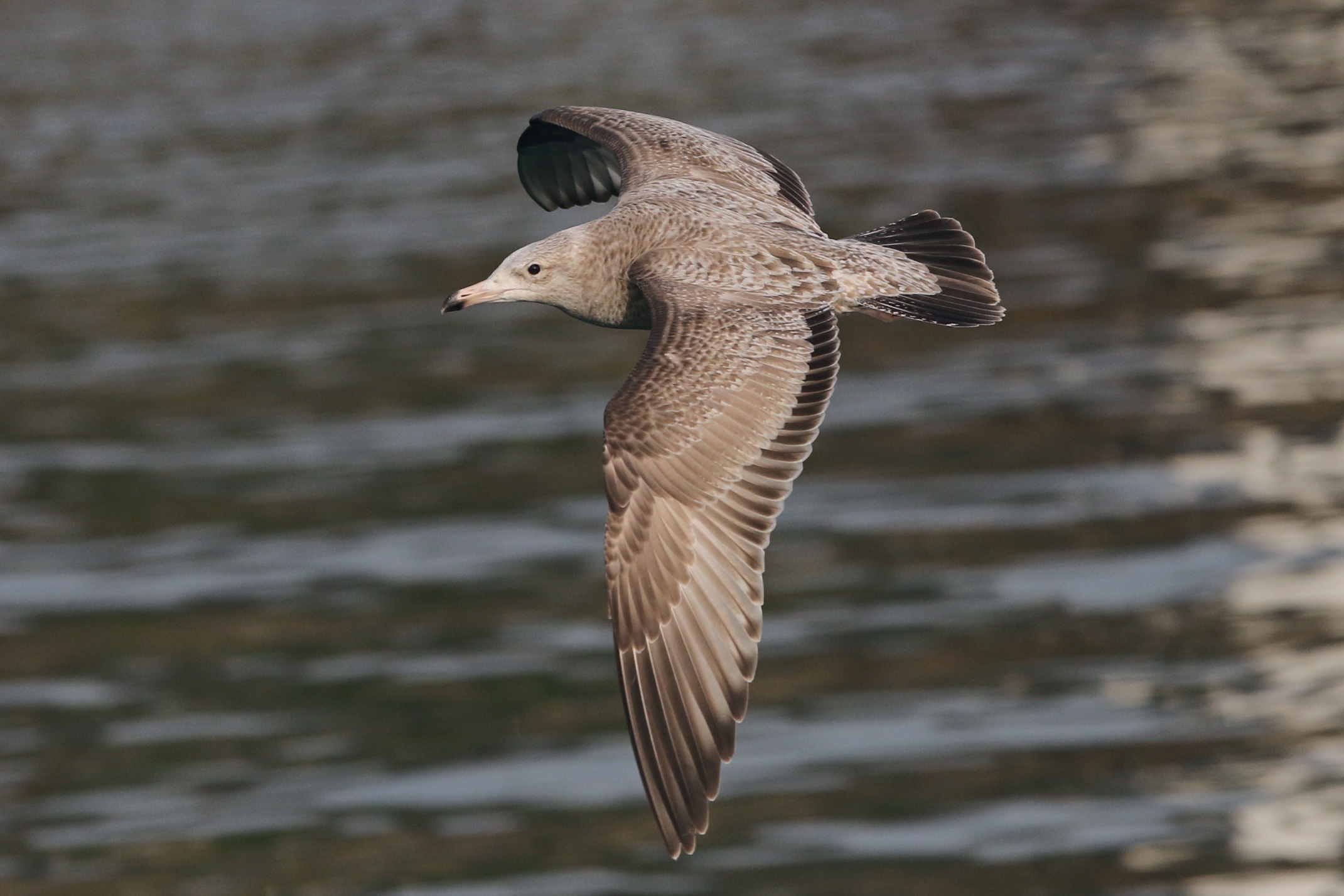 American Herring Gull by Richard Bonser - BirdGuides