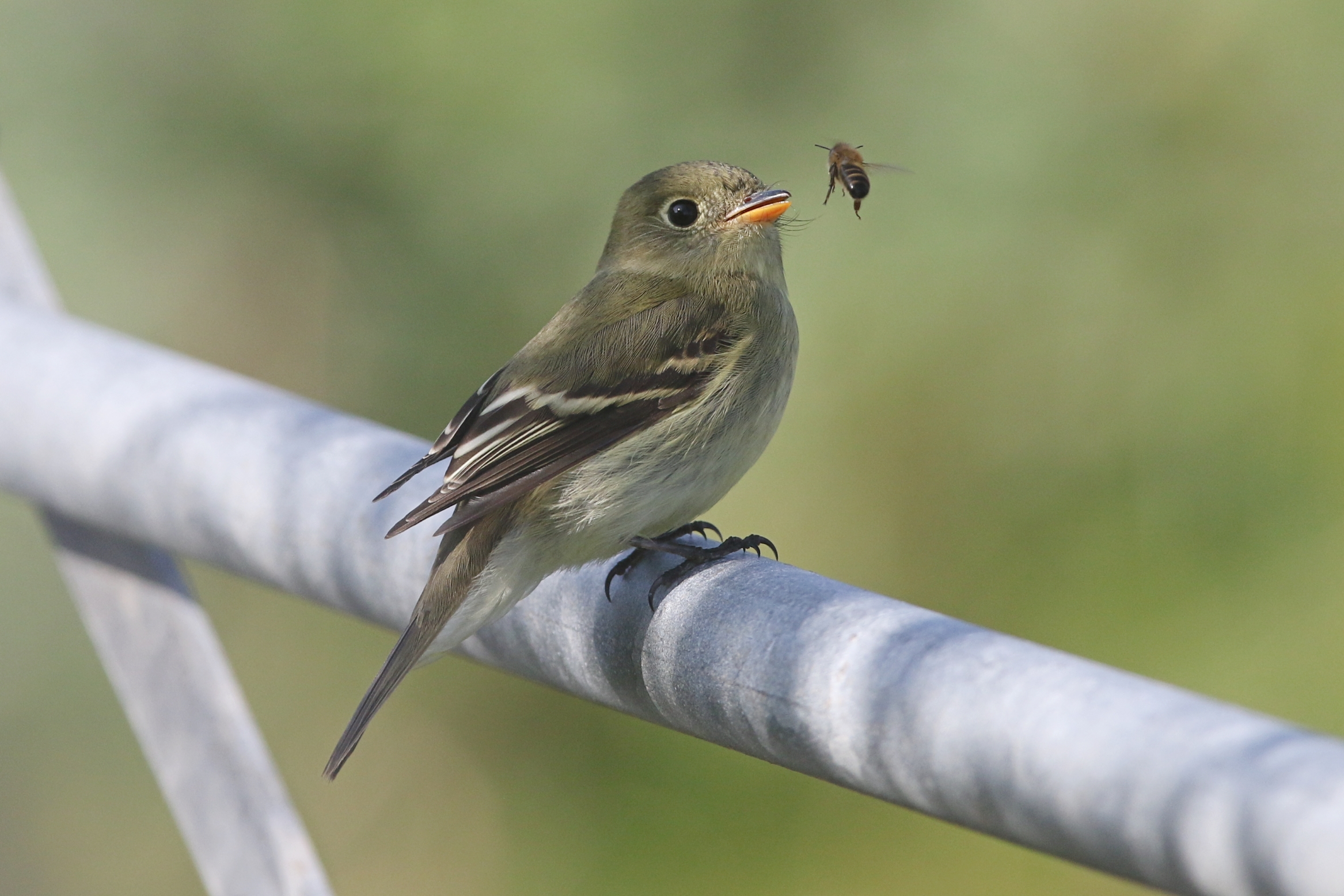 Details : Yellow-bellied Flycatcher - BirdGuides