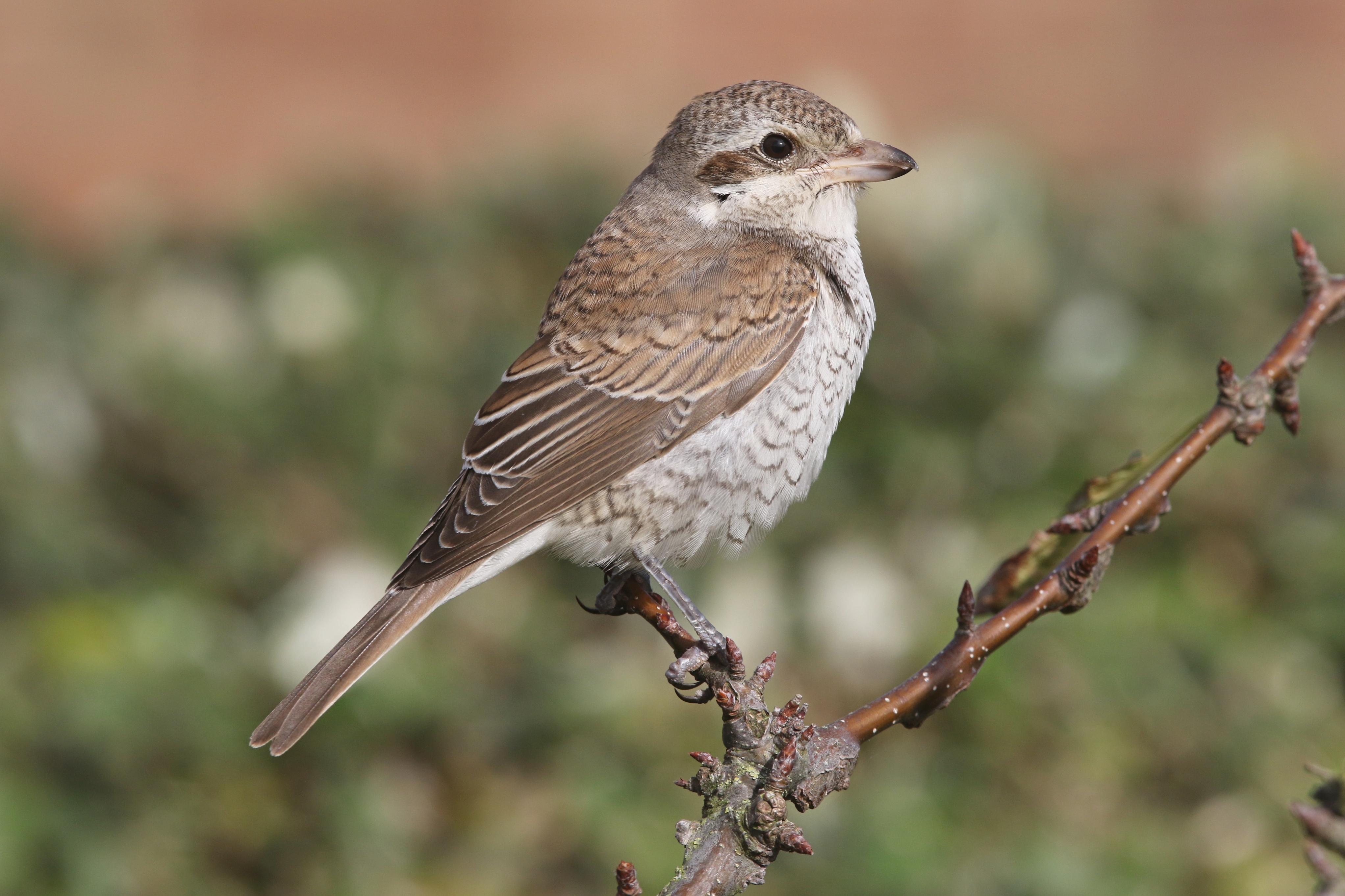 Red-backed Shrike by Richard Bonser - BirdGuides