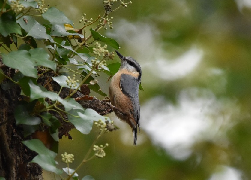 Eurasian Nuthatch by Harry Bridle - BirdGuides