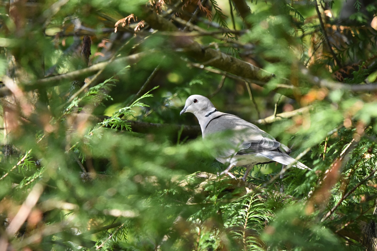 Collared Dove by Harry Bridle - BirdGuides