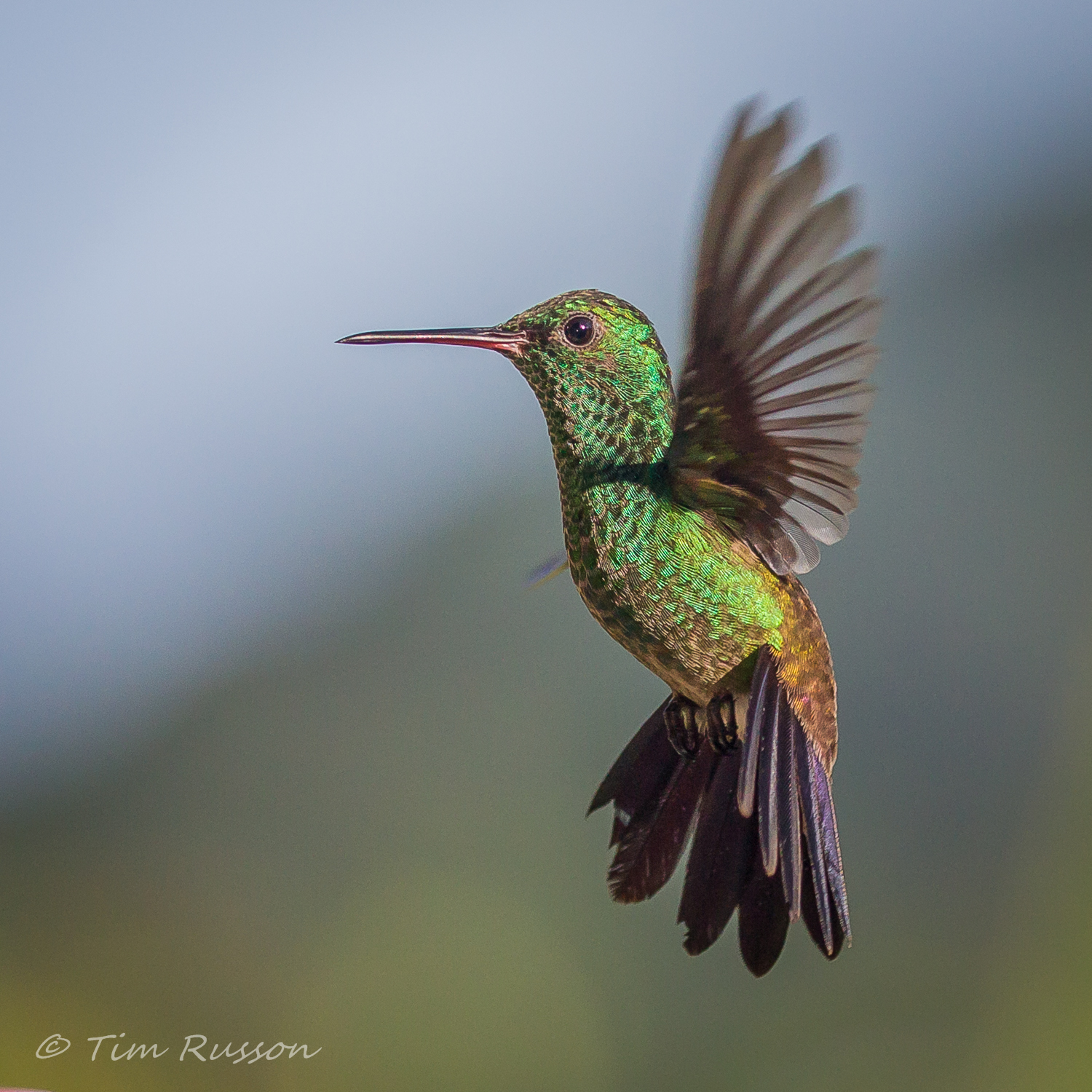 Details : Copper-rumped Hummingbird - BirdGuides