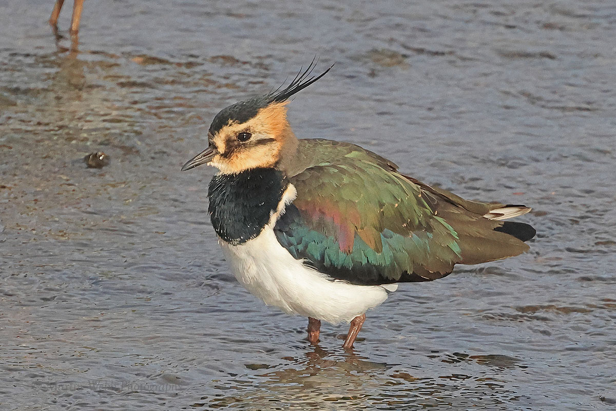 Northern Lapwing by Martin Webb - BirdGuides
