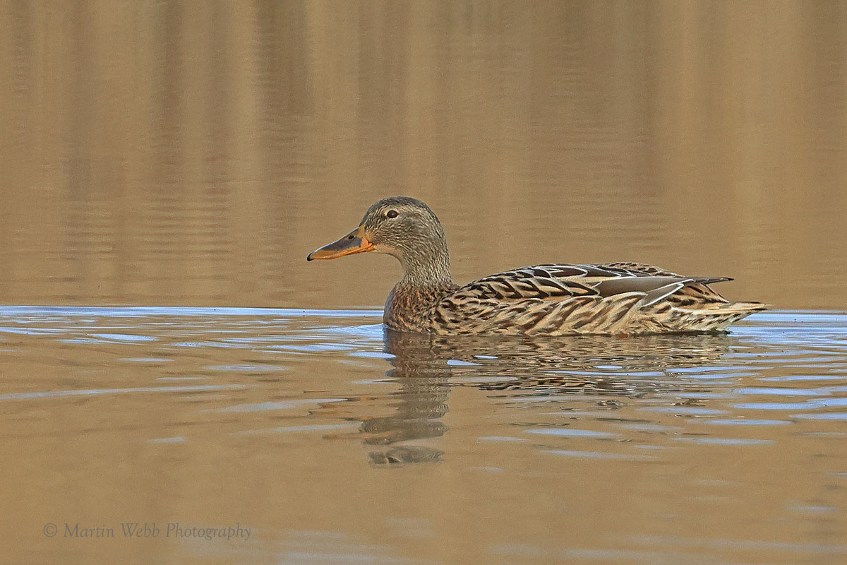 Mallard by Martin Webb - BirdGuides