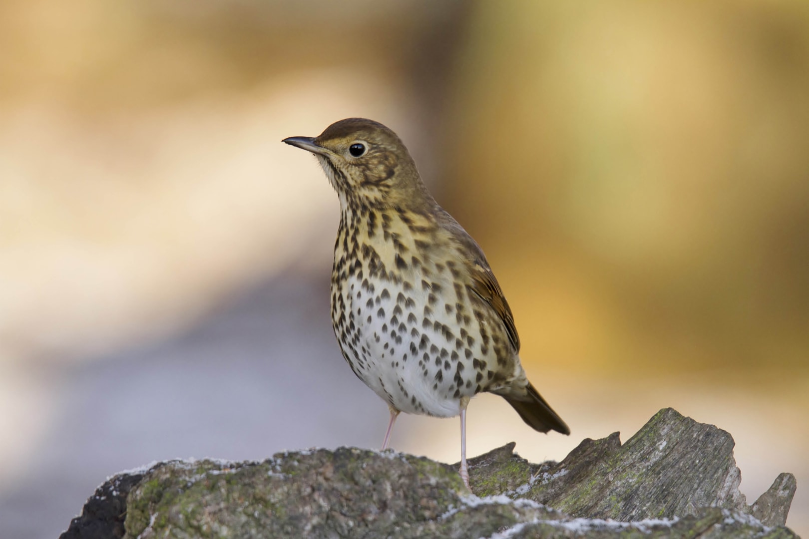 Song Thrush by Clive Daelman - BirdGuides