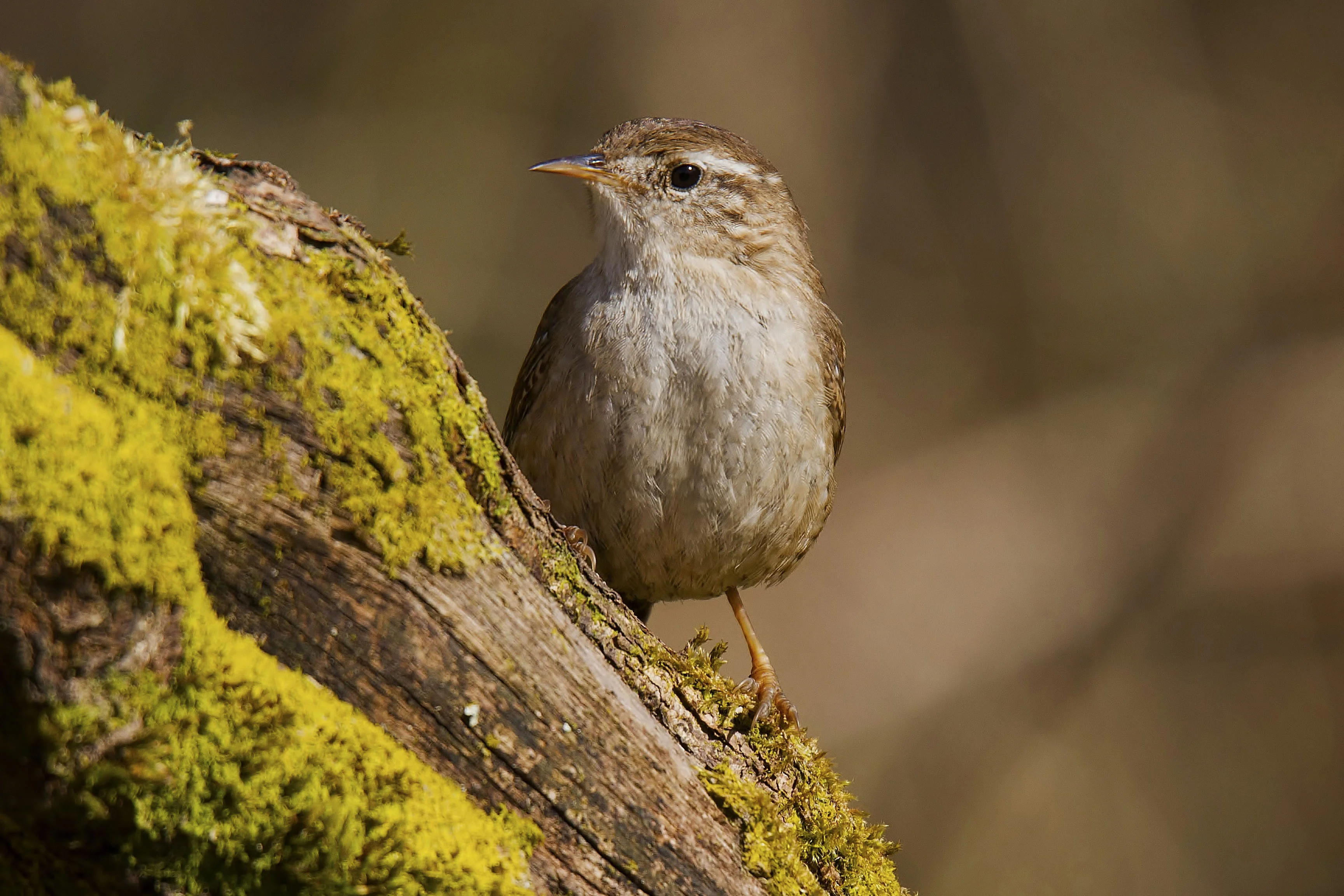 Details : Eurasian Wren - BirdGuides