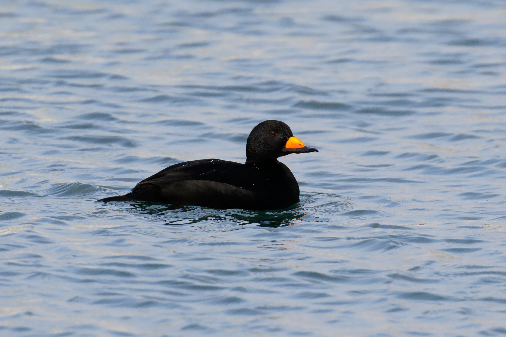 Details : Black Scoter - BirdGuides