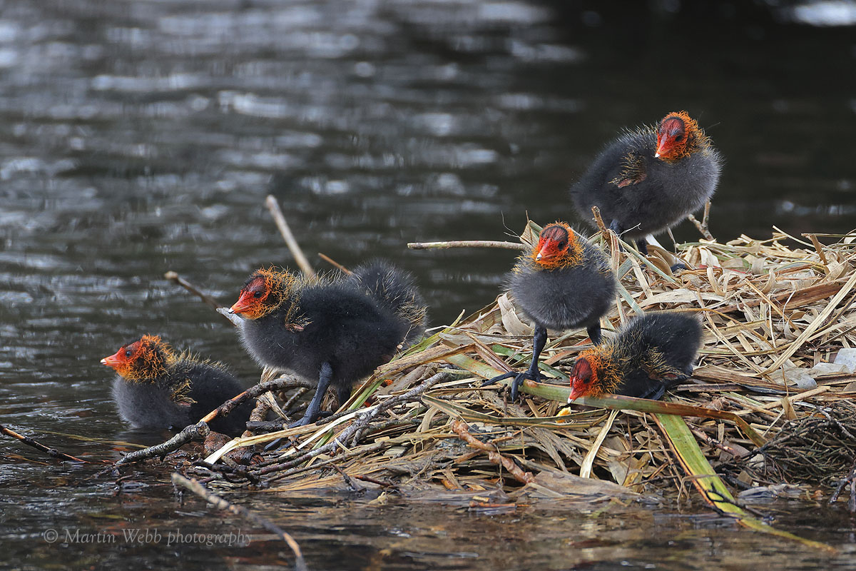 Eurasian Coot by Martin Webb - BirdGuides