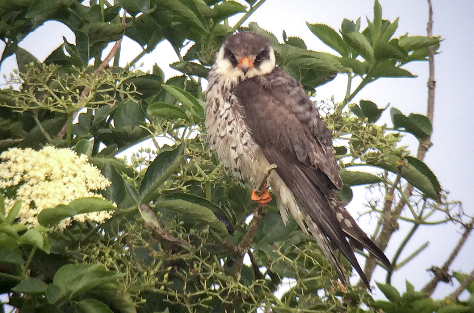 Details : Amur Falcon - BirdGuides