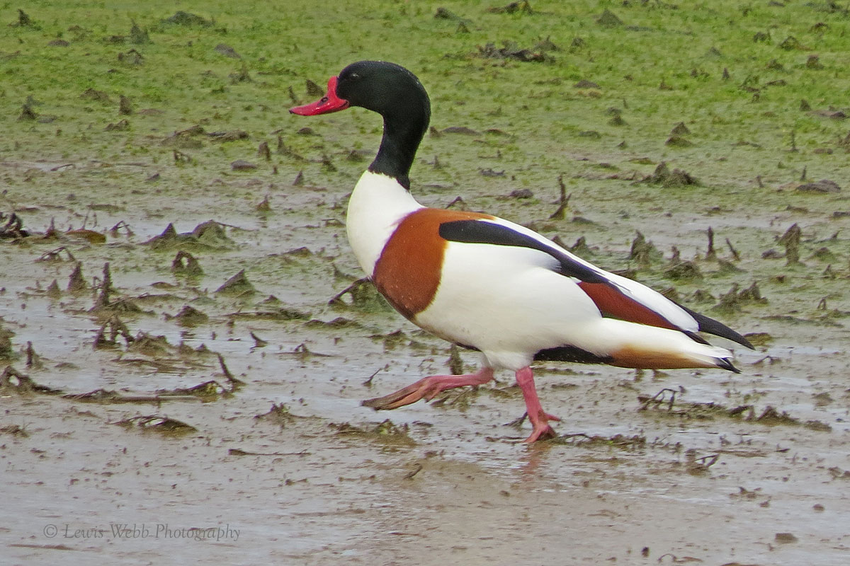 Common Shelduck by Martin Webb - BirdGuides