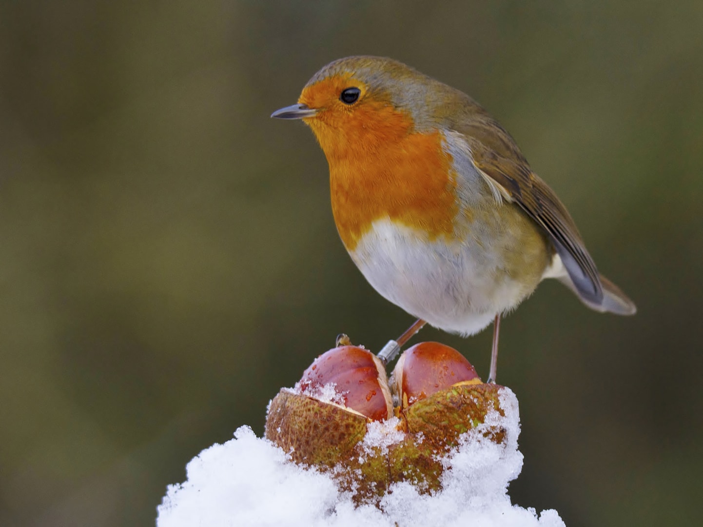 European Robin by Clive Daelman - BirdGuides